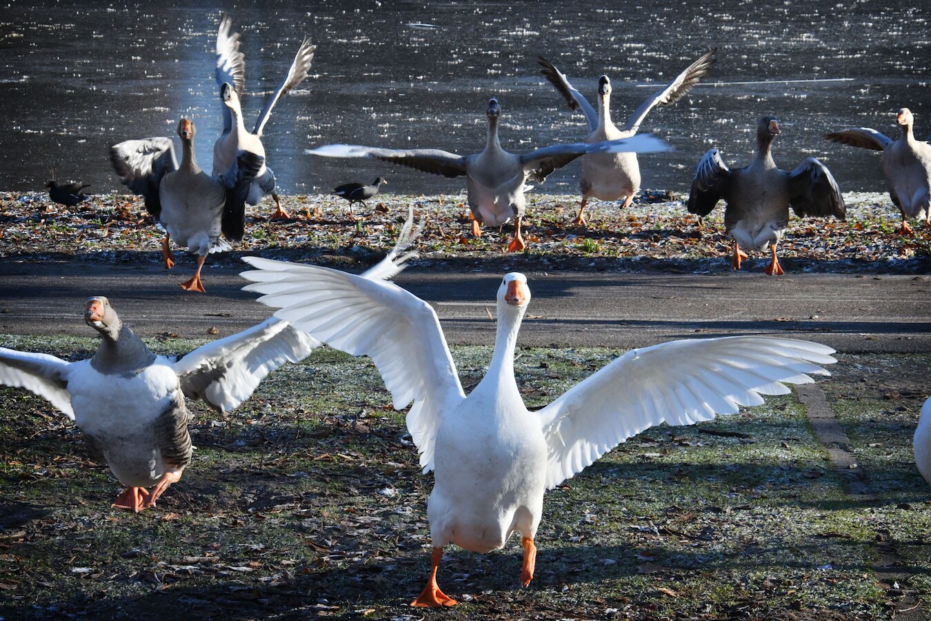 Grasland naast rivieren en plassen verhoogt kans op vogelgriep ...