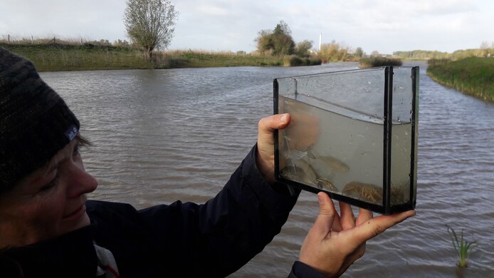 Snoek, voorn, baars; er zit volop vis in de nevengeul in Palmerswaard ...