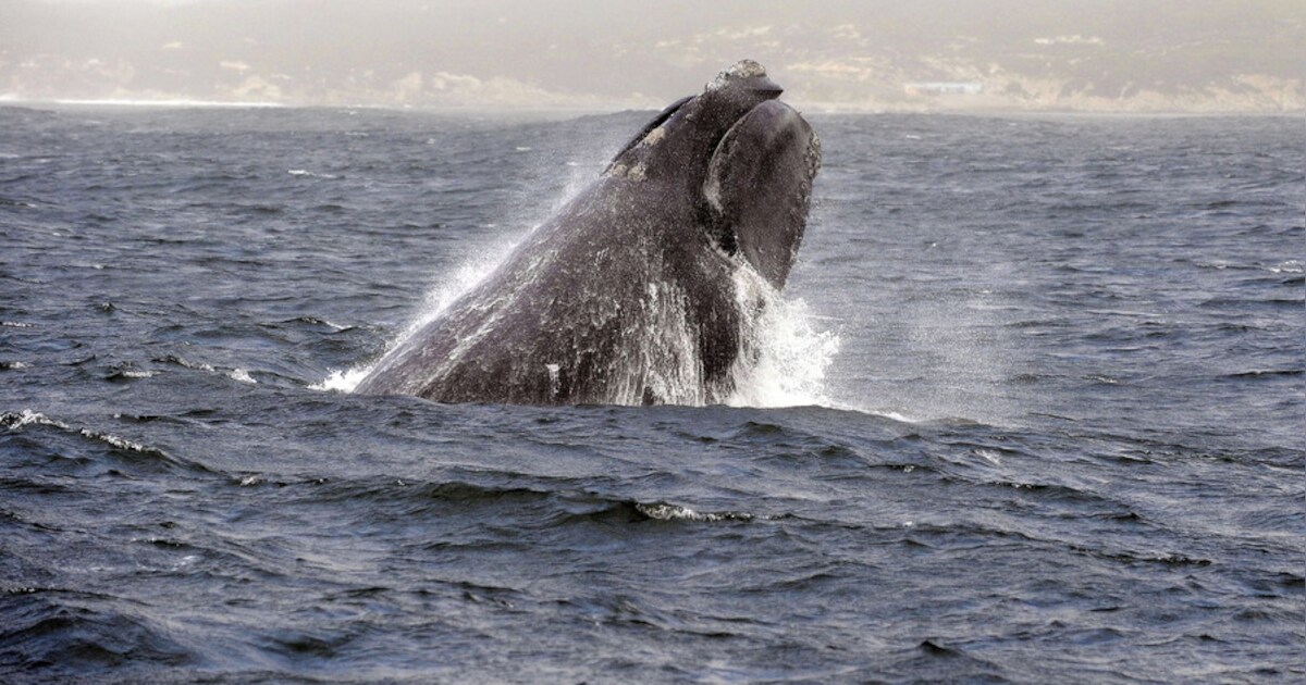 Enorme walvis laat zeilmeisje Laura schrikken | Wonen | De Gelderlander.nl