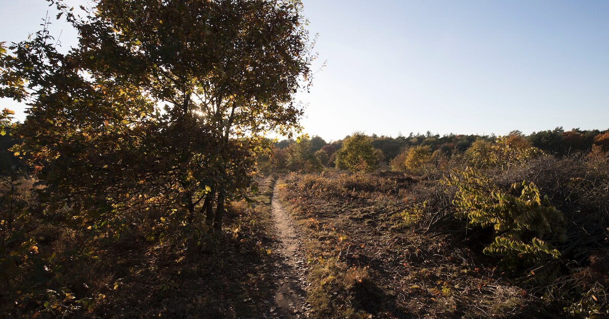 Ingreep moet dichtgroeien heide bij Ede voorkomen | Home | gelderlander.nl