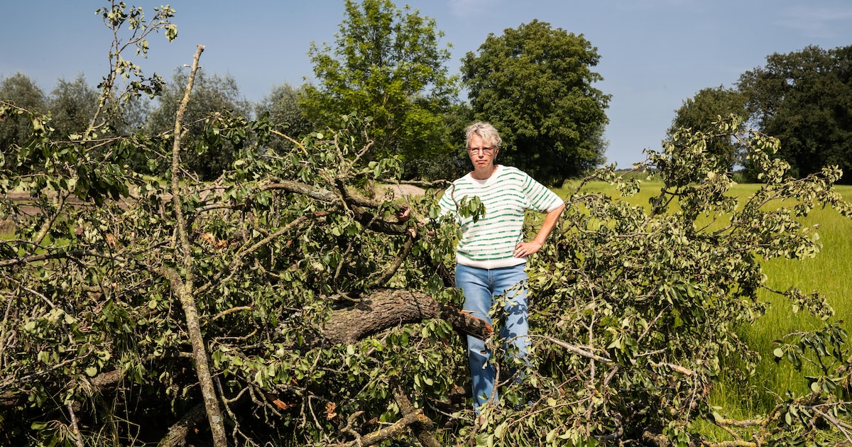 Heleen staat uur in brandende zon om leed van bomen te voorkomen: ‘Ik ...