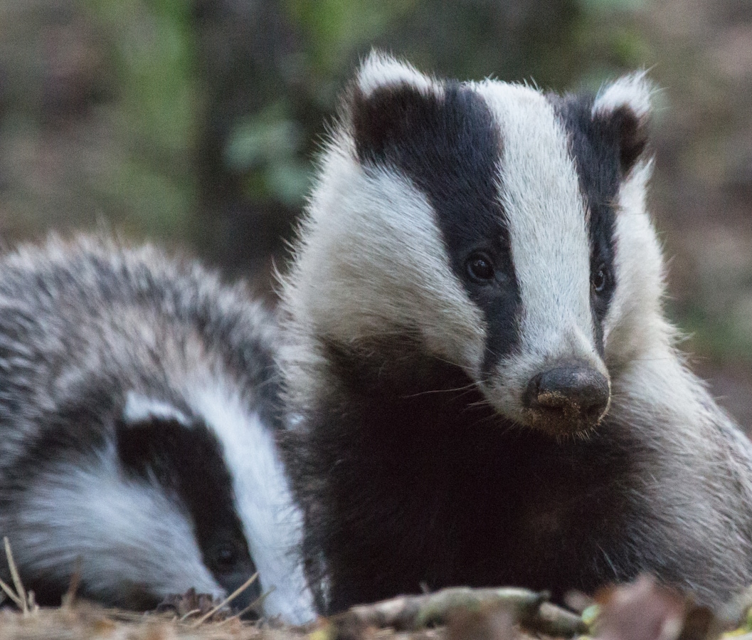 Recordaantal dassen in Loonse en Drunense duinen: liefhebber Bert is ...