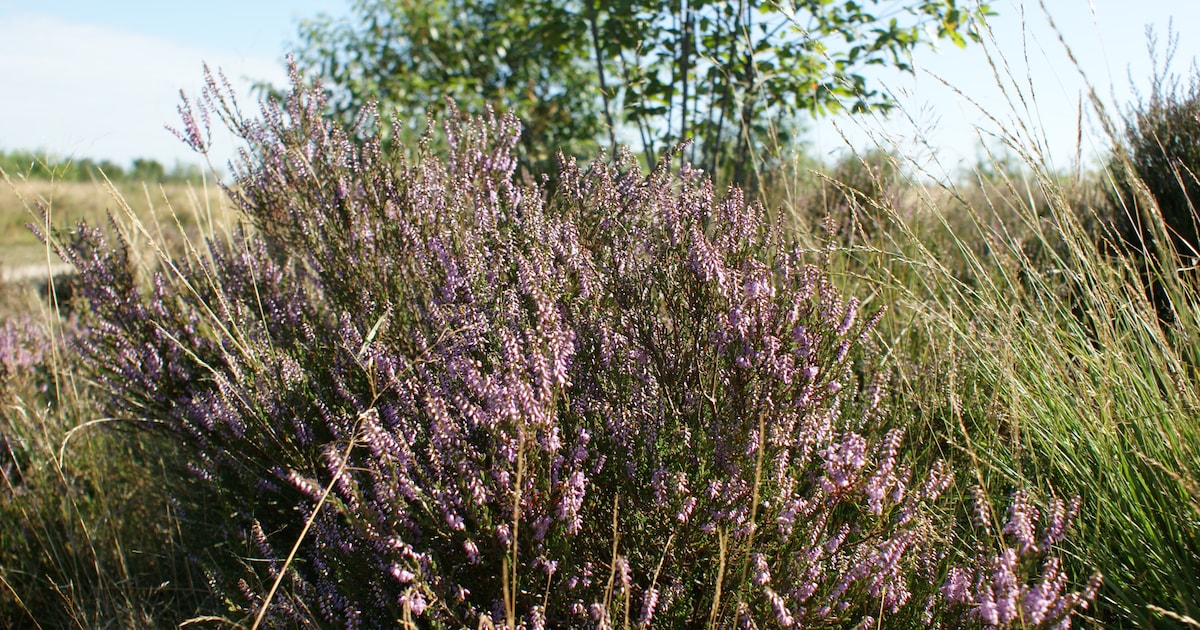 Waarom de heide dit jaar zo prachtig kleurt ondanks grote bedreigingen ...