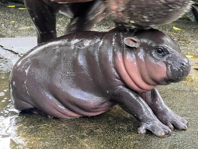 Baby nijlpaard uit Thaise dierentuin gaat viraal: ‘Denk de hele dag aan ...