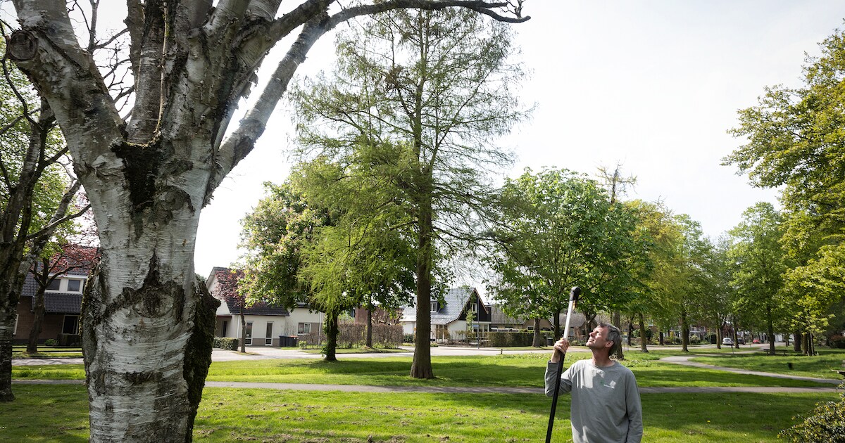 Nog eens 68 dode bomen in Varsseveld: allemaal kappen en herplanten ...