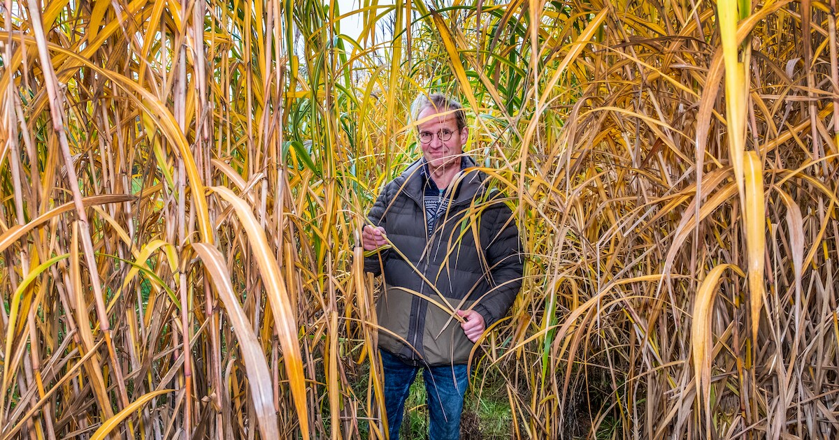 Bart-Jan wil duurzaam boeren en waagt de sprong naar olifantsgras ...