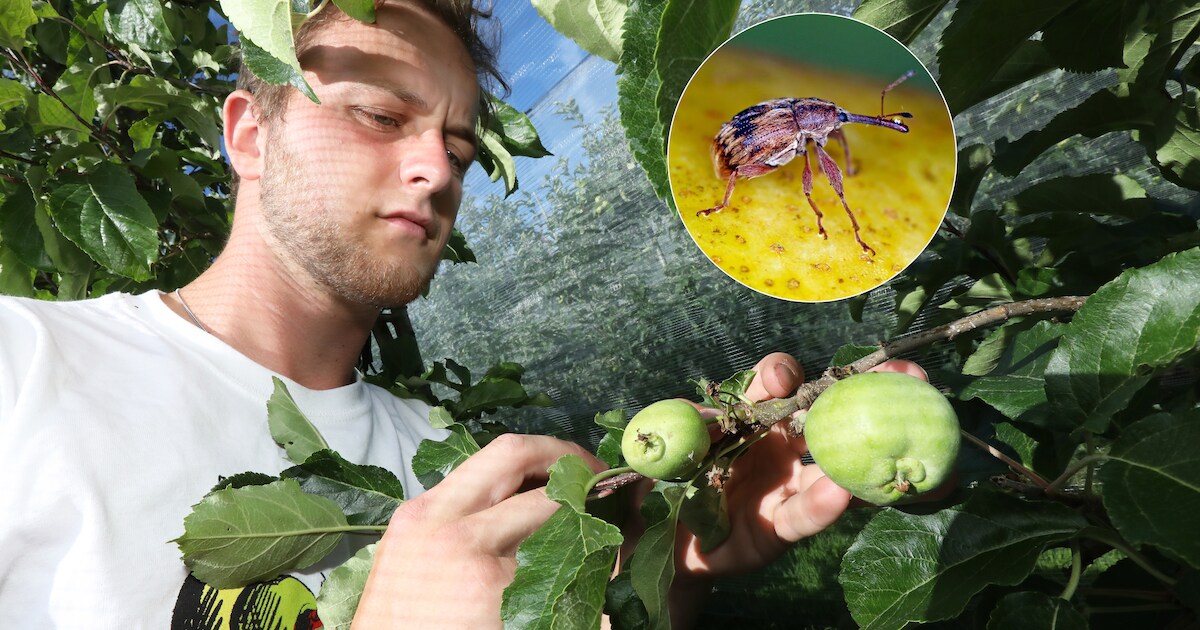 ‘Kever verwoest 80 procent van de oogst’, fruitteler bang voor wat ...