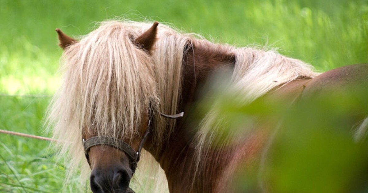 Paardenfokker verliest bij Raad van State | De Vallei | De Gelderlander.nl