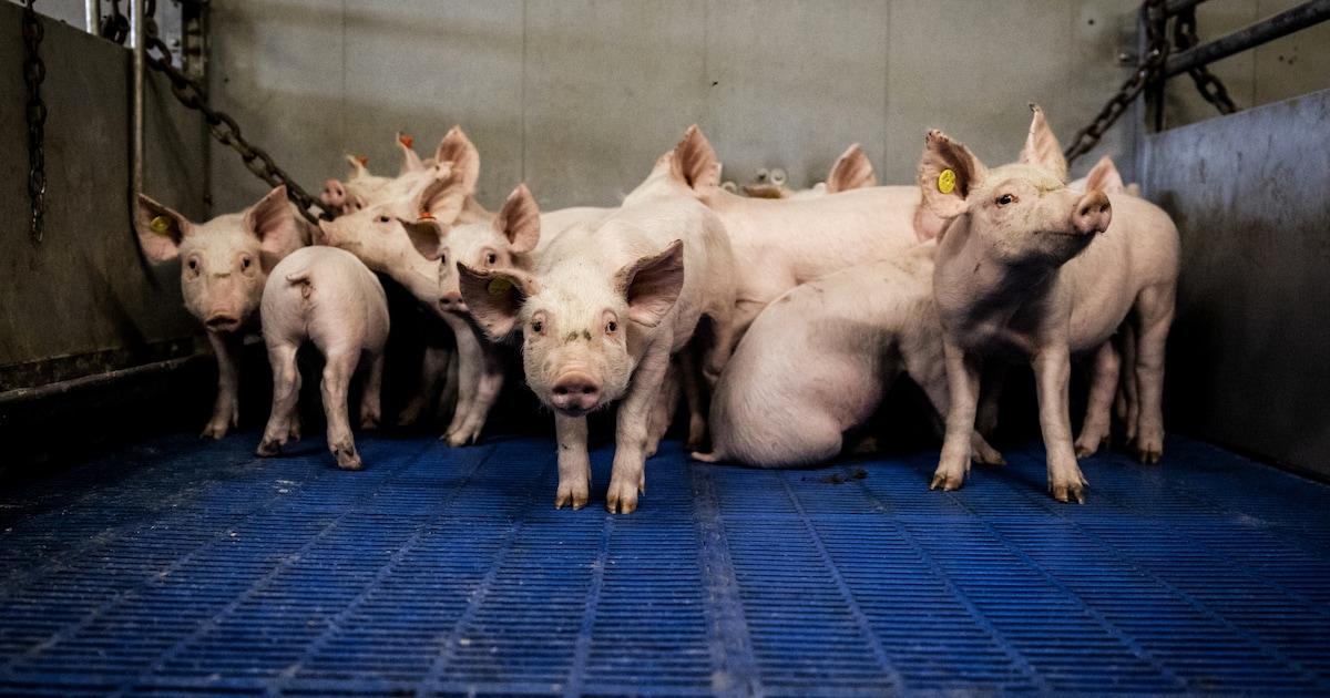 Nieuwe stal voor duizenden varkens mag blijven staan in het ...