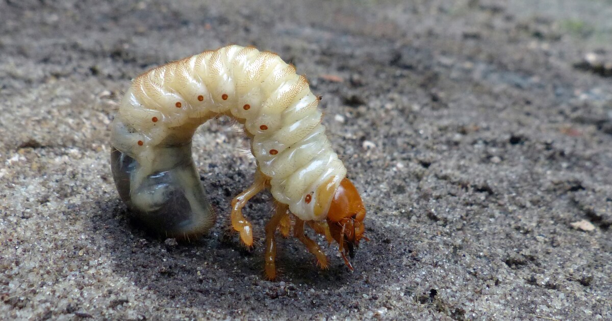Dit agressieve beestje vreet jouw Achterhoekse tuin kaal | Bronckhorst ...