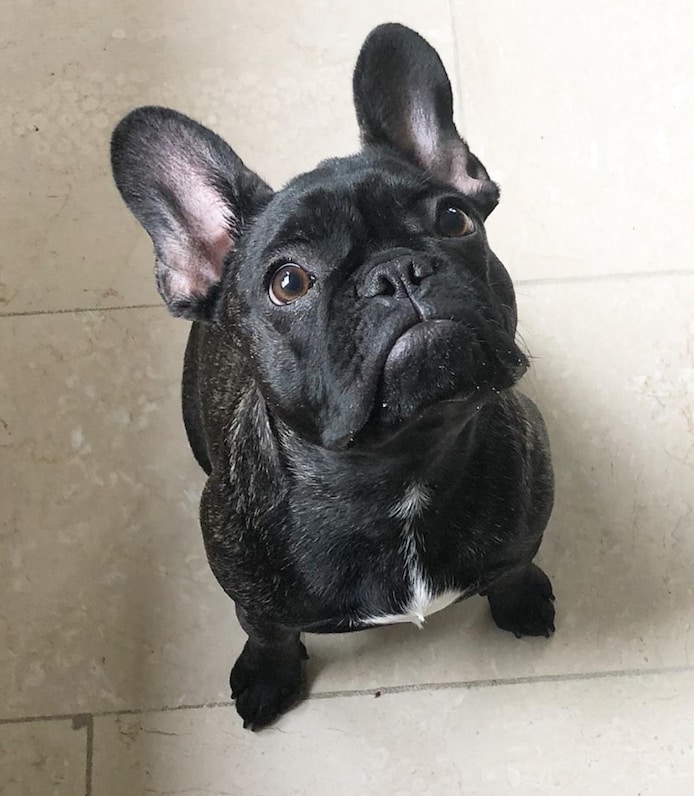 Vakantie van Anton eindigt in nachtmerrie: hondje Bonny vergiftigd en ...