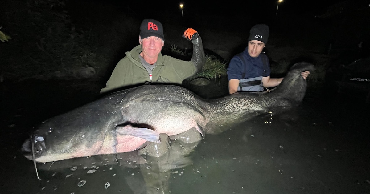 Monstervis van 245 centimeter gevangen door Johan (52): 'Ze vallen je ...
