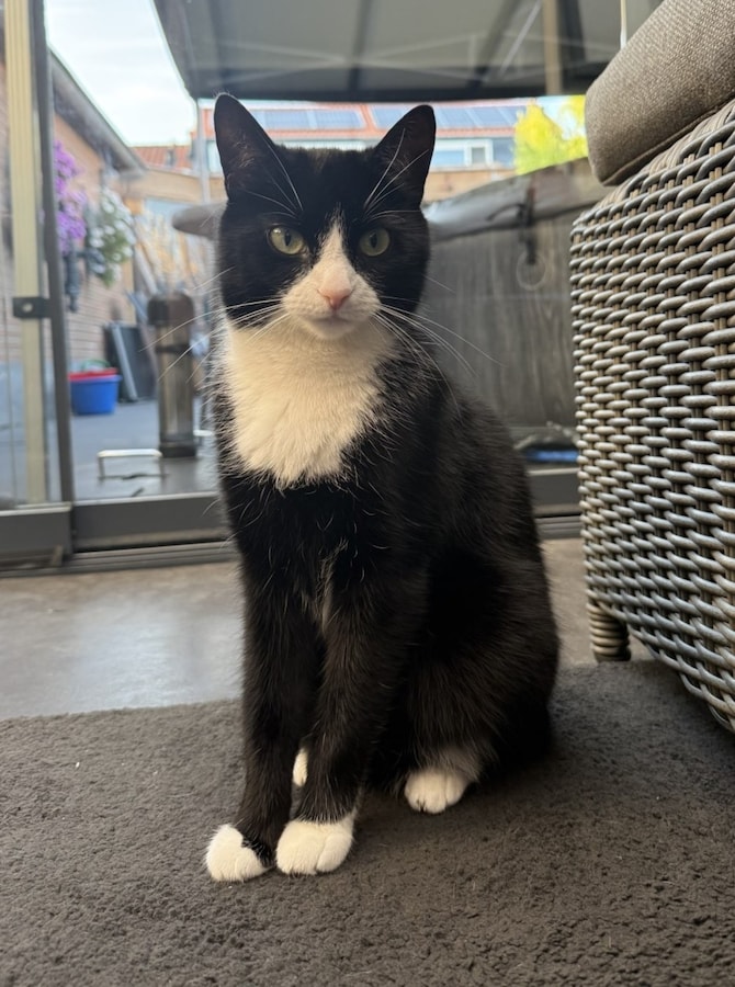 Heb jij Snowy gezien? Dit huisdier wordt in Scherpenzeel vermist | Foto ...