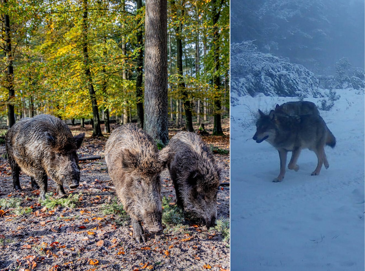 Minder wilde zwijnen door wolven? ‘De populatie schiet juist omhoog ...