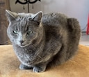 Heb jij Het meisje, Suki of Chabootje gezien? Deze zeven huisdieren ...
