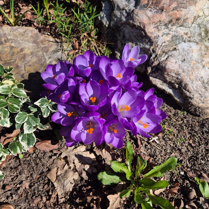 Lente! En dit zijn jullie mooiste lentefoto's | Van de lezer ...