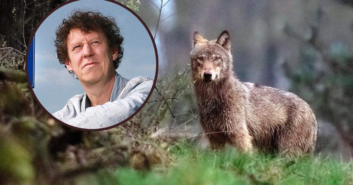 Eric ziet plotseling een wolf op de drukke Posbank: ‘Tijd om te ...