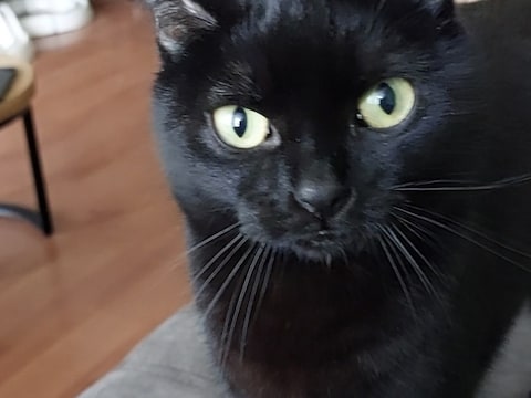 Heb jij Nemesis gezien? Dit huisdier wordt in Wijchen vermist | Regio ...