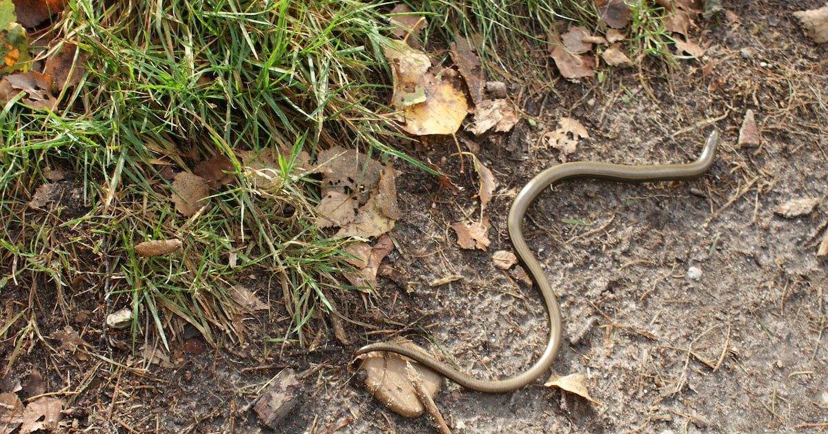 Kronkelende hazelworm over bospad blijft iets prachtigs | Veenendaal ...