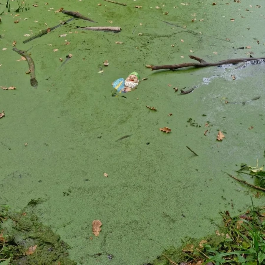 Wéér kabouters vernield in het Ommerense bos: ‘Waarom nou toch?’ | Foto ...