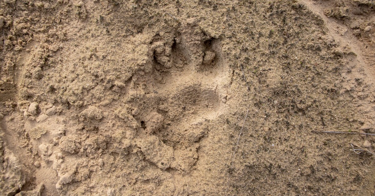 Ontdek de natuur met ‘Speuren naar Sporen’ bij Natuurcentrum Veluwe ...