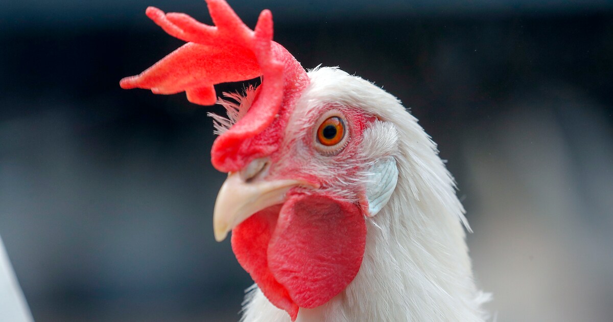 De haan kukelde door tot zeven uur, dus veel slaap was het niet | columns Walter van den Berg ...