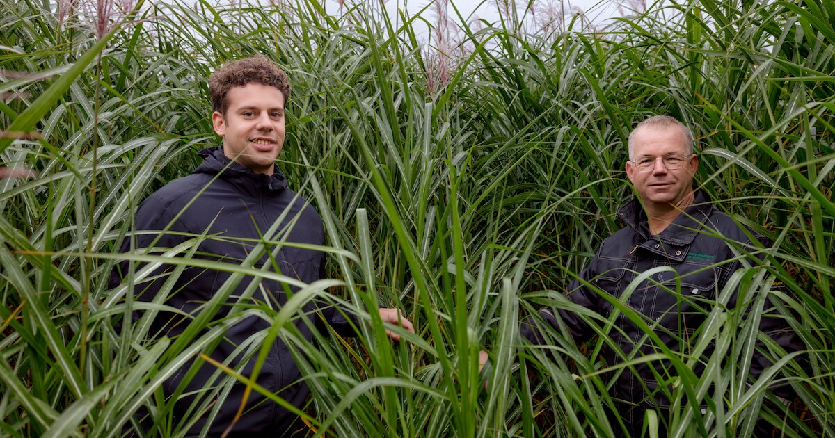 Rijden we straks met zijn allen over grasfalt? ‘Olifantsgras kun je ...
