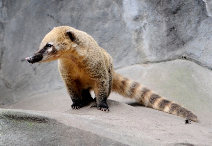 Laatste rode neusberen in ZooParc overleden, verblijf blijft voorlopig ...