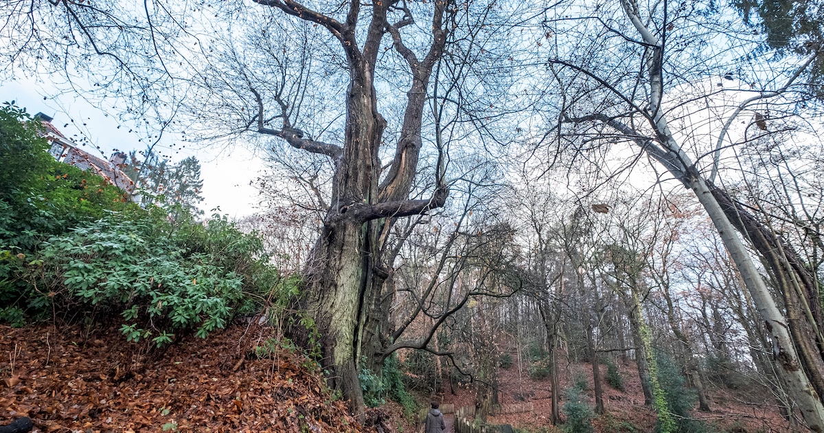 Wordt Beekse Kabouterboom de Boom van het Jaar?: ‘Heeft zoveel ...
