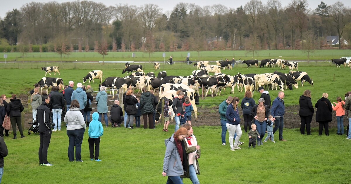 Alle 105 koeien van boer Paul huppelen weer in de wei | Renkum | De Gelderlander.nl