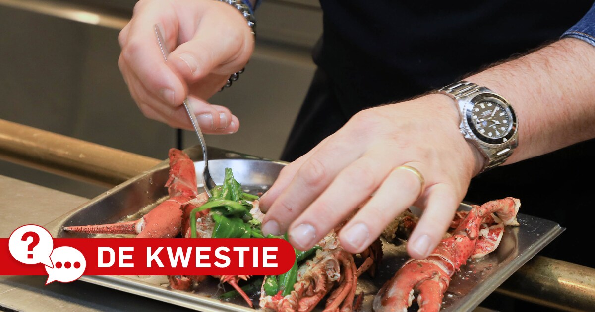 Kreeft leeft tot in de keuken: walgelijk en niet van deze tijd, vinden ...