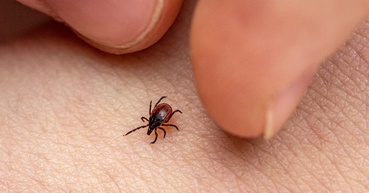 Nieuw onderzoek ziekte van Lyme; dringend mensen nodig met tekenbeet en ...