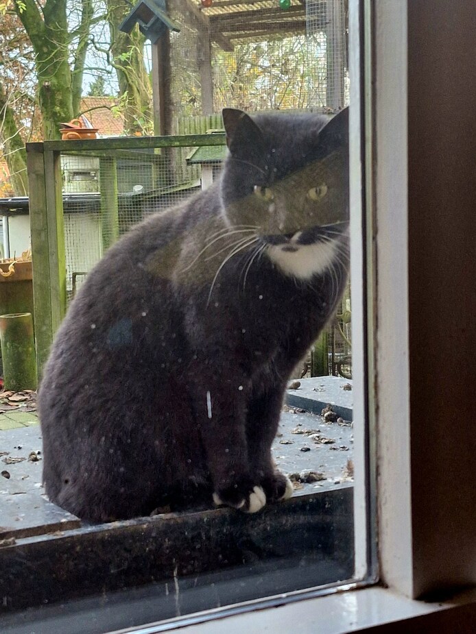 Opluchting voor Liesbeth: vermiste kat George duikt na jaar op ...