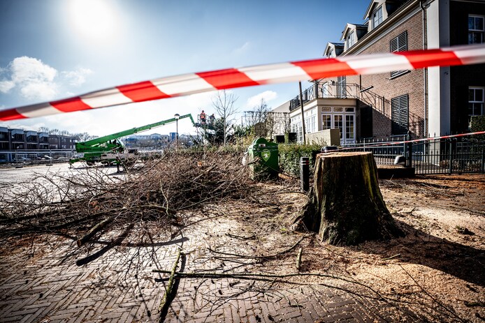 De kettingzaag snerpt al, maar buren willen bomenkap voor hun huis op ...