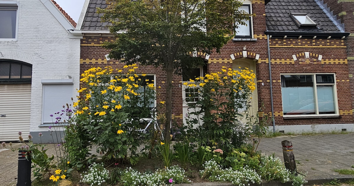 Boom van de gemeente voor de deur? Zo kun je er een voortuintje van ...