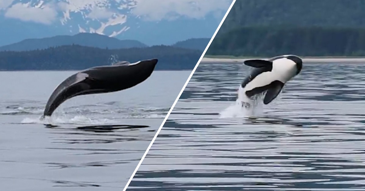 KIJK | Bijzondere beelden tonen orka's die in VS uit water springen ...