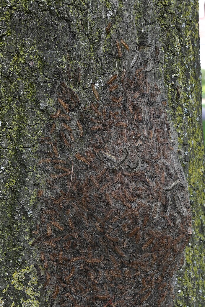 Eikenprocessierups tergt Land van Cuijk en Gennep eerder en erger | Boxmeer | gelderlander.nl