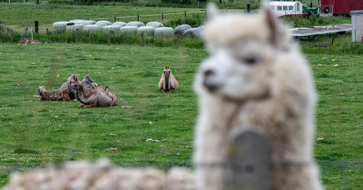 Dierenleedzaak tegen Bert’s Animal Verhuur gaat opnieuw niet door - Oozo.nl