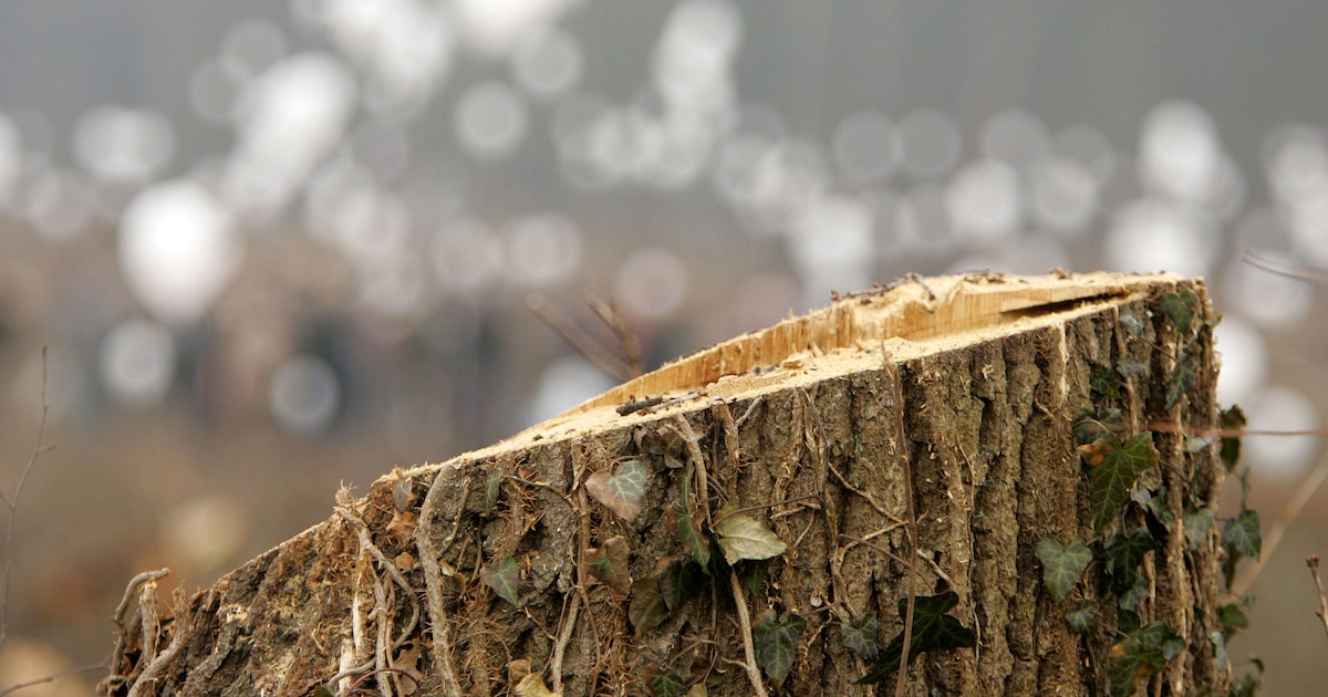 Totaal ontspoorde burenruzie over bomenkap: ‘U heeft nog nooit met ons ...