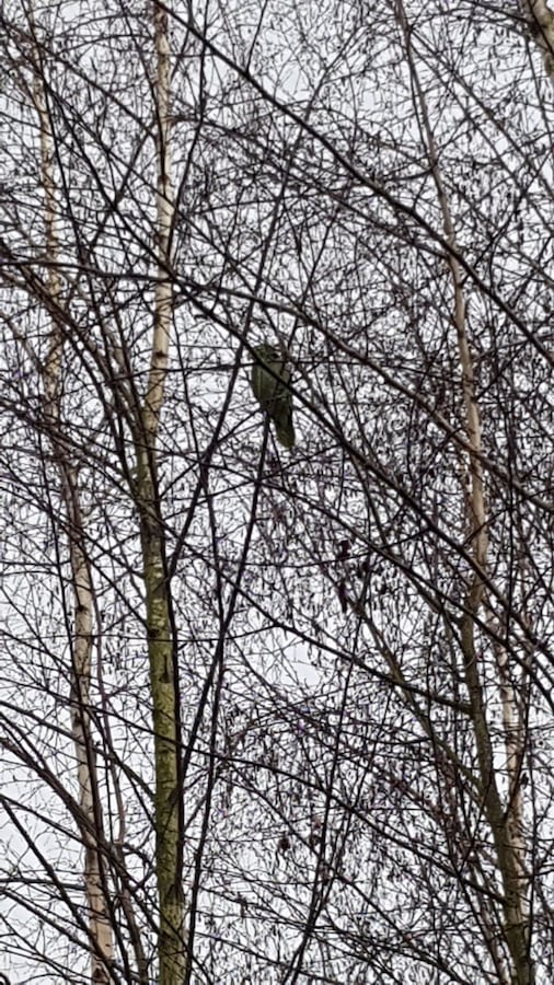 Tranen van geluk bij Jorieke nu papegaai Mimi weer thuis is: 'Zij is ...