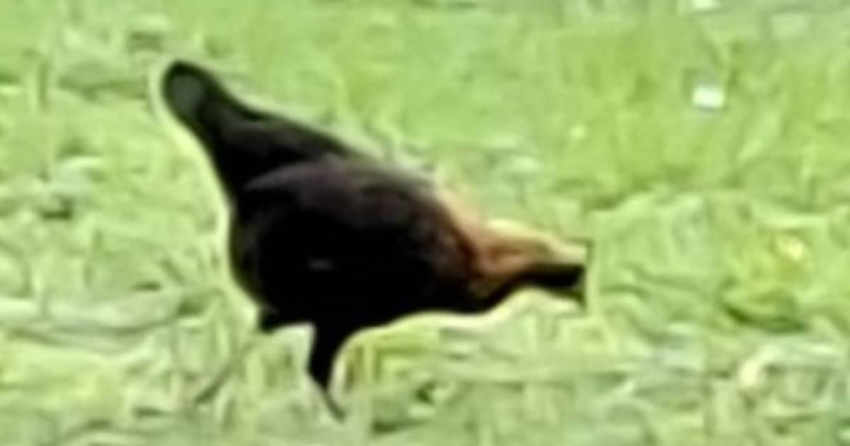Heb jij Kipje gezien? Dit huisdier wordt in Montferland vermist | Regio ...