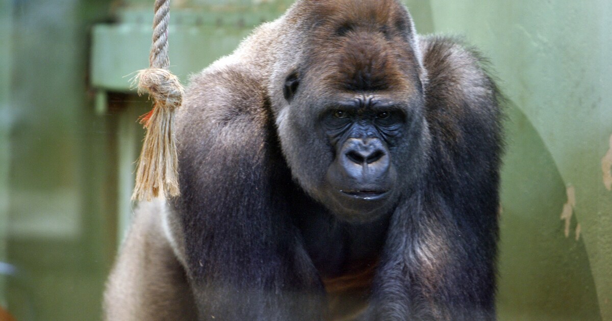 Gorilla Bokito overleed aan gevolgen van hartfalen | Binnenland | De ...