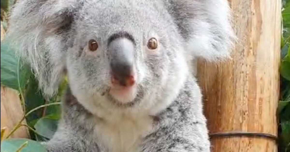 Eerste koala ooit geboren in Nederland, maar het jonge dier zit nog even verstopt | Rhenen | De ...