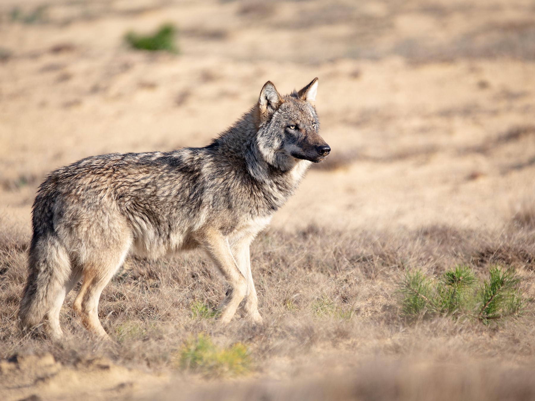 Het (geheime) leven van Prins Carnaval: het voelde alsof ik een ...