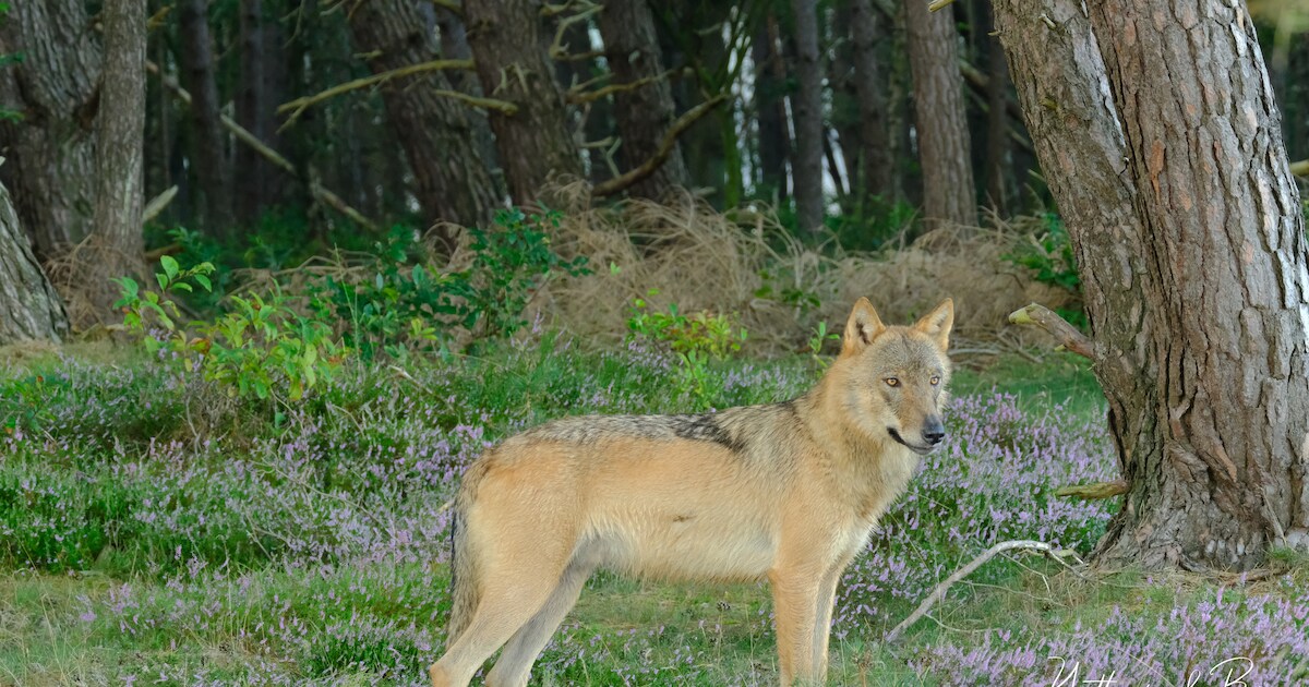De wolf is wel heel mak: grote actie om hem halsband en zender om te ...