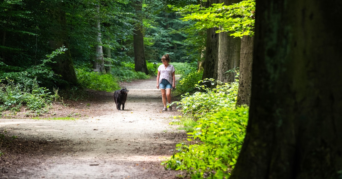 Arno werd gebeten door hond tijdens het hardlopen: ‘Ik ben kwaad ...