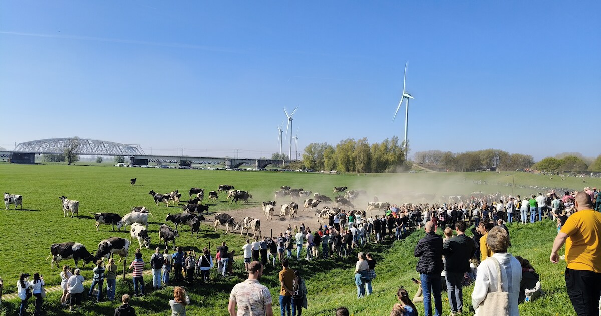 KIJK | Koeien gaan na maanden in de stal ‘dansend’ de wei in | Nieuws ...