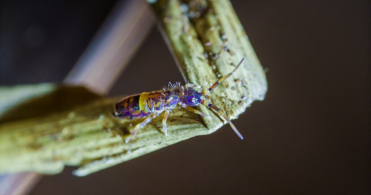 Mythische verborgen beestjes: als je iets kleins weg ziet springen, is ...