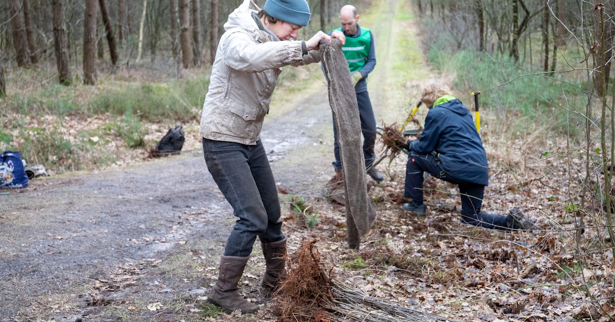 Een nieuw leven voor ongewenste jonge boompjes: ‘Zonde om weg te gooien ...