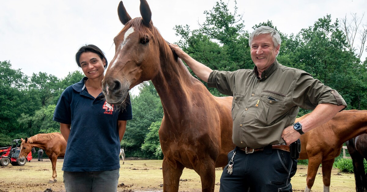 Besmettelijke paardenziekte droes bij Stal Mansour in Arnhem ontdekt ...